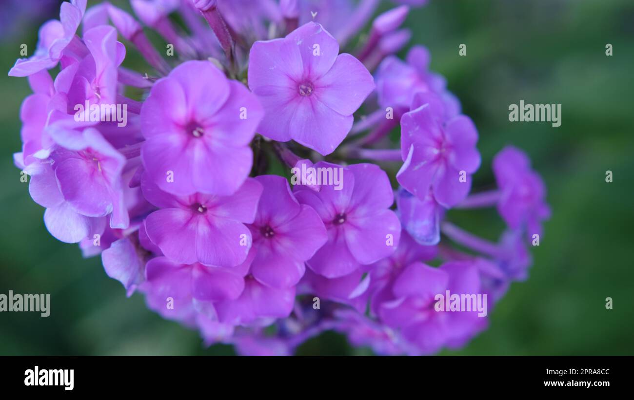 Phlox paniculata pink flame hi-res stock photography and images - Alamy