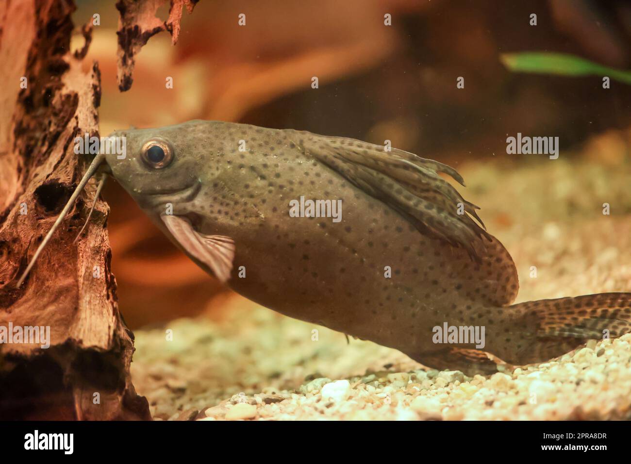 Stick catfish hi-res stock photography and images - Alamy