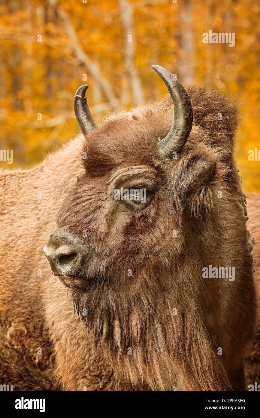Close up of bison hi-res stock photography and images - Alamy