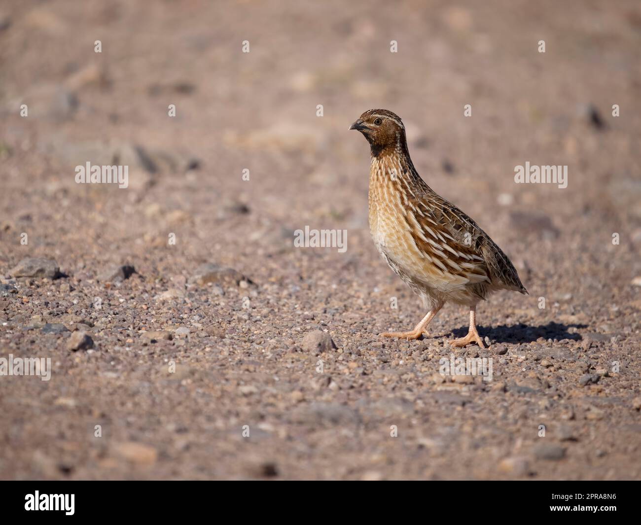 Common or European quail, Coturnix coturnix, single male on grround ...