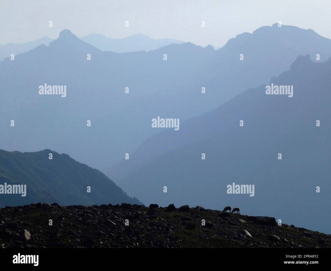 Sheep at Stubai high-altitude hiking trail, lap 8 in Tyrol, Austria ...