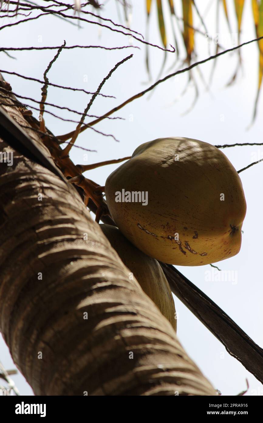 Hard coconut hi-res stock photography and images - Alamy