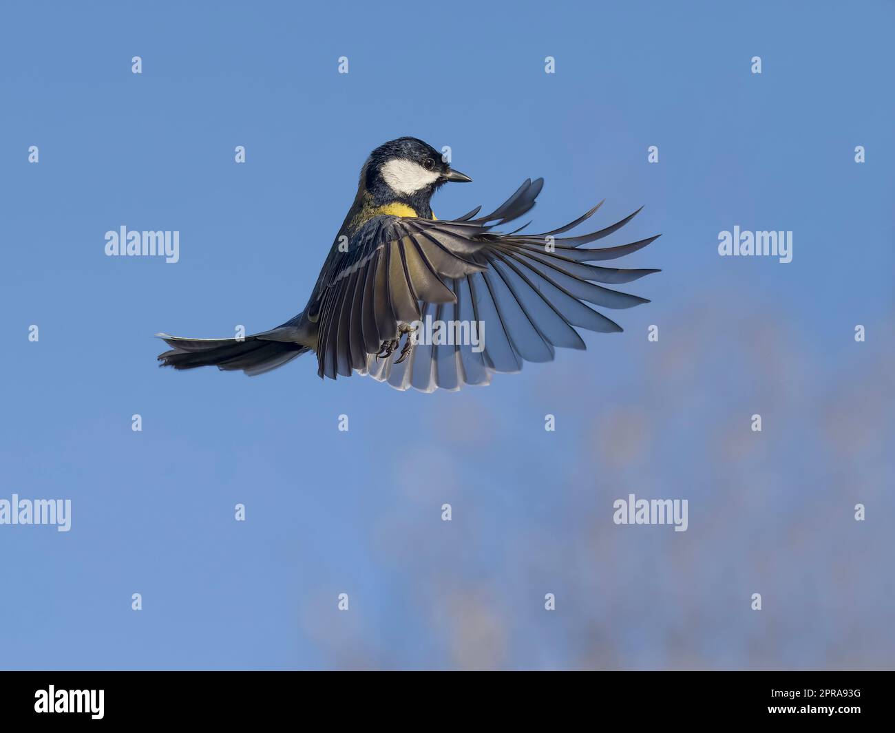 Great tit, Parus major, Single bird in flight, Warwickshire, April 2023 ...