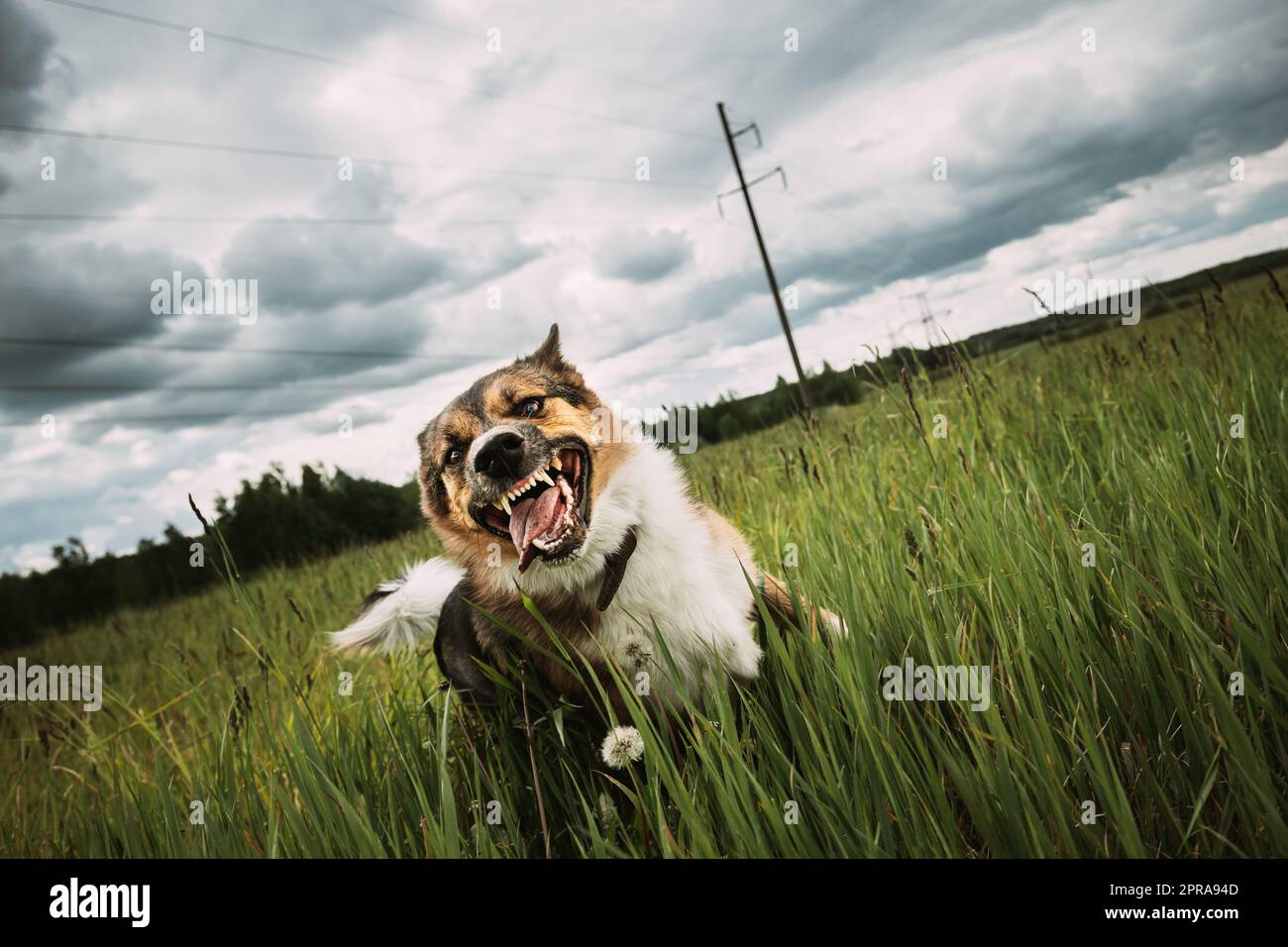 Angry Aggressive Mad Dog Running Outdoors In Green Meadow On Camera ...