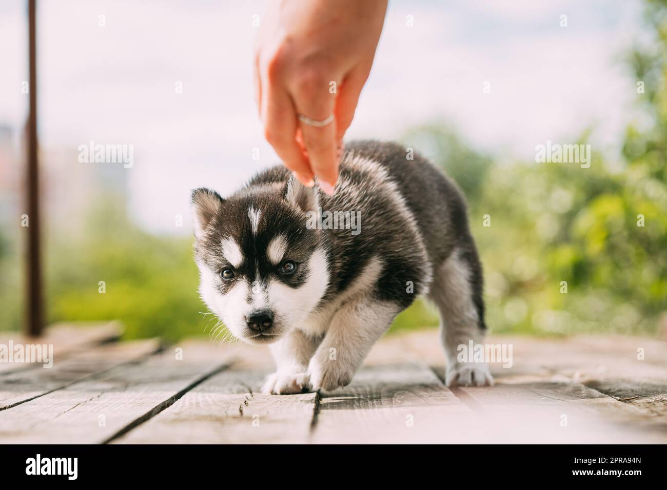 Four-week-old Husky Puppy Of White-gray-black Color Is Ready To Eat ...