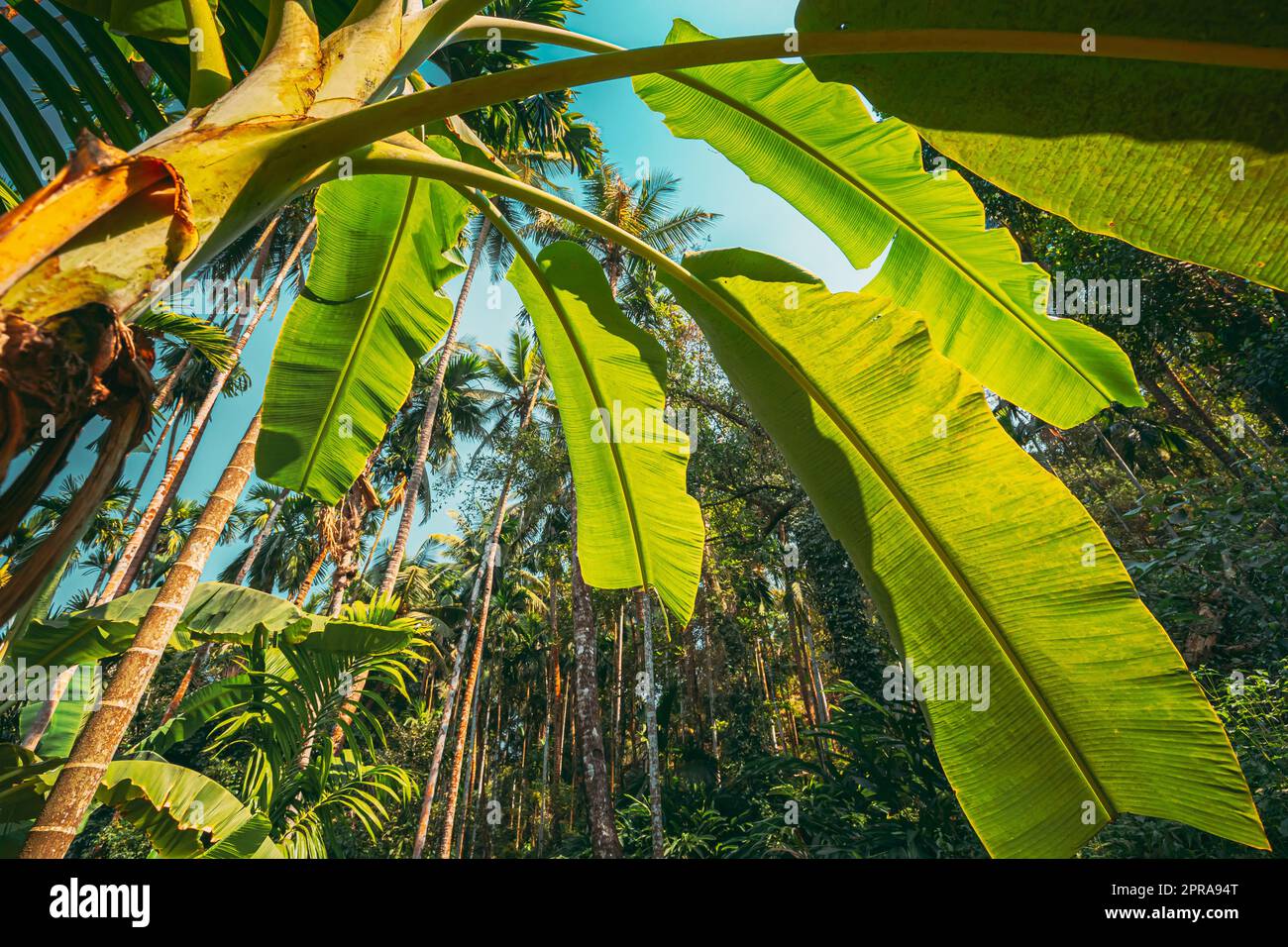 Goa, India. Big Green Leaves Of Banana Grass On Background Tall Palm ...