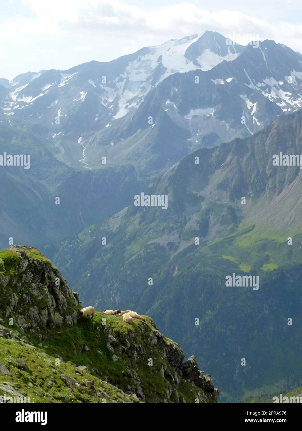 Sheep at Stubai high-altitude hiking trail, lap 8 in Tyrol, Austria ...