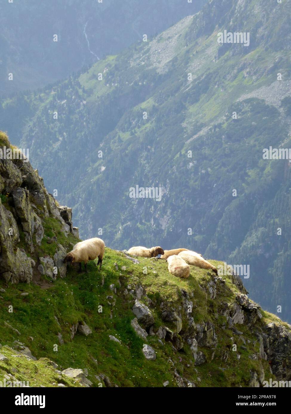 Sheep at Stubai high-altitude hiking trail, lap 8 in Tyrol, Austria ...