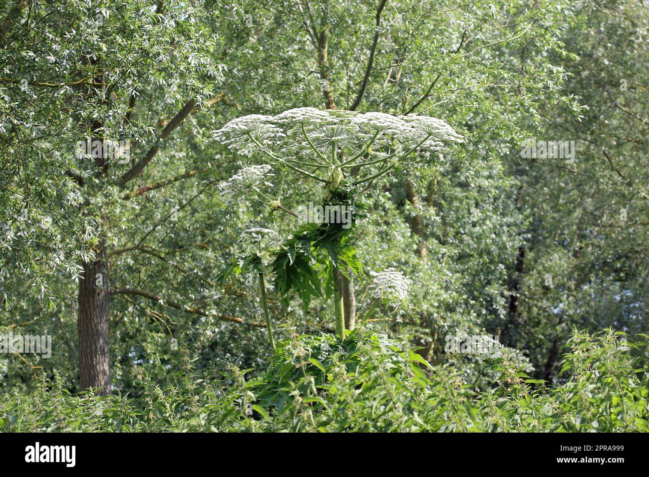 Hogweed species hi-res stock photography and images - Alamy
