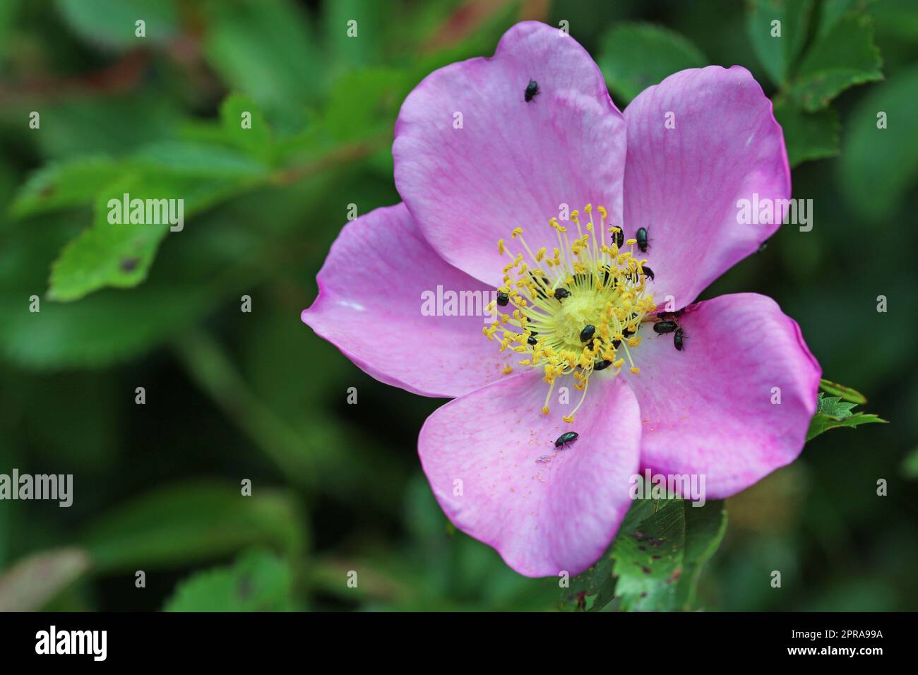 Black pollen beetles uk hi-res stock photography and images - Alamy