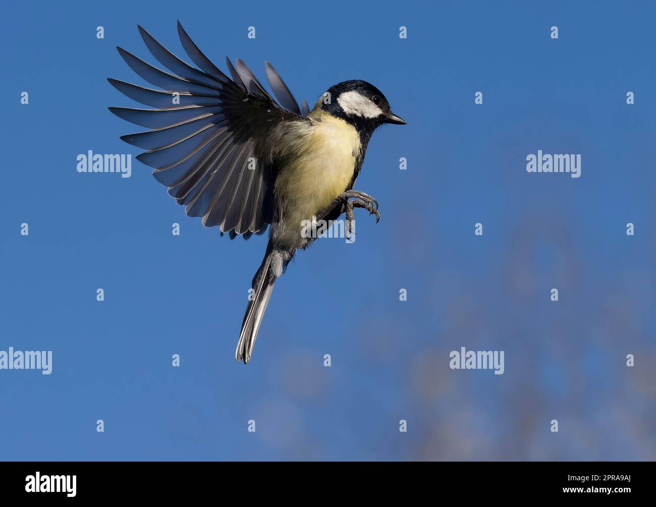 Great tit, Parus major, Single bird in flight, Warwickshire, April 2023 ...