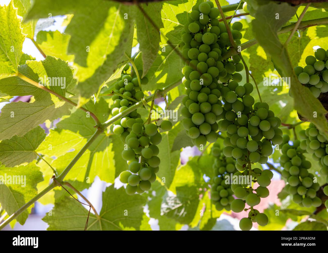 Green grapes and leaves hi-res stock photography and images - Alamy