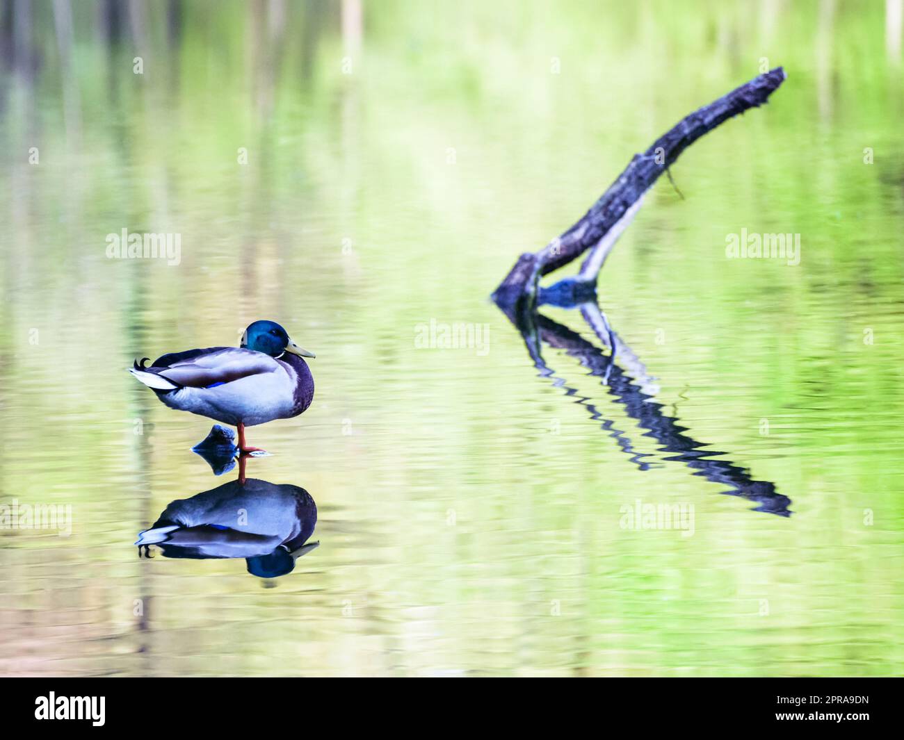 Stick duck hi-res stock photography and images - Alamy