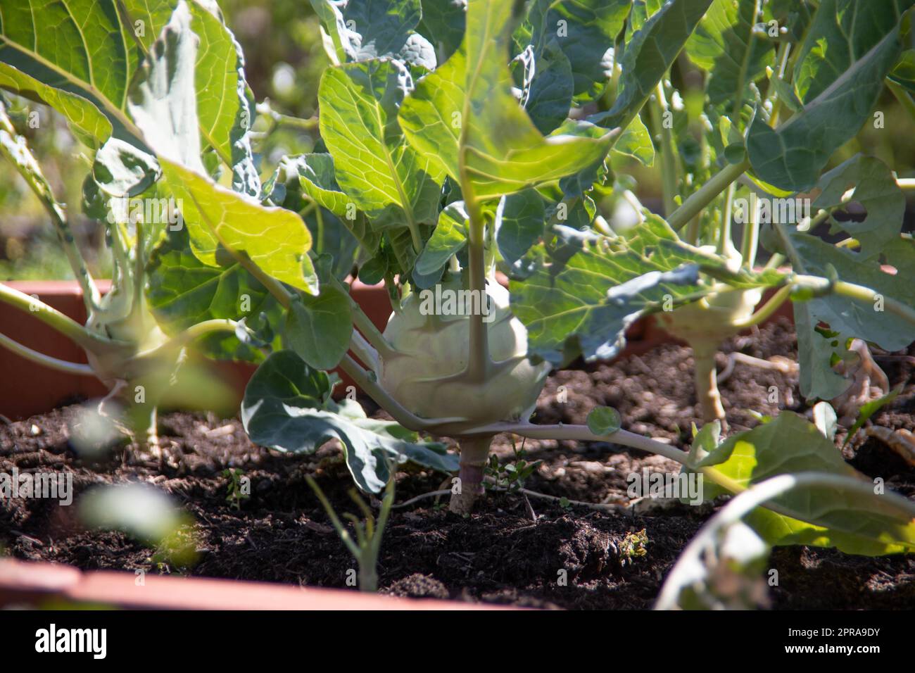 Kohlrabi plants hi-res stock photography and images - Alamy