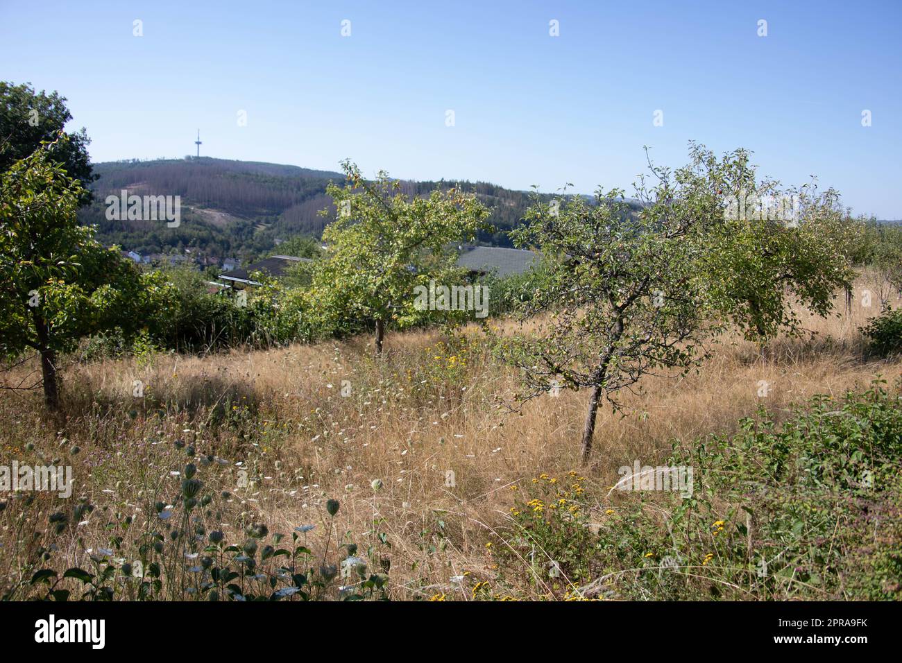 Sun shines through clear tree trunks on the slope Stock Photo - Alamy