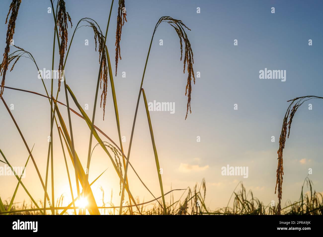 Time lapse beautiful field green hi-res stock photography and images ...