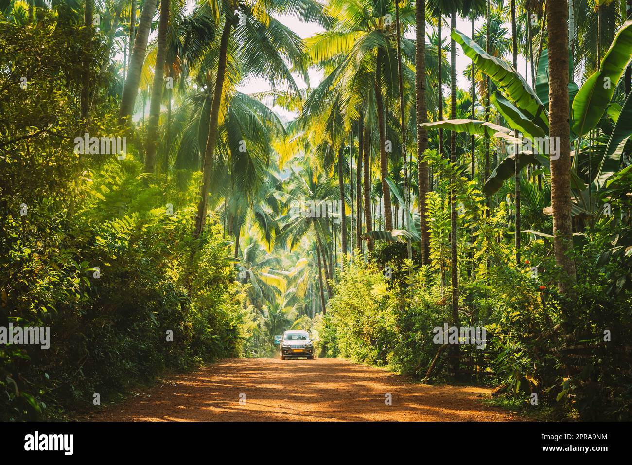 Goa, India. Car Moving On Road Surrounded By Palm Trees In Sunny Day ...