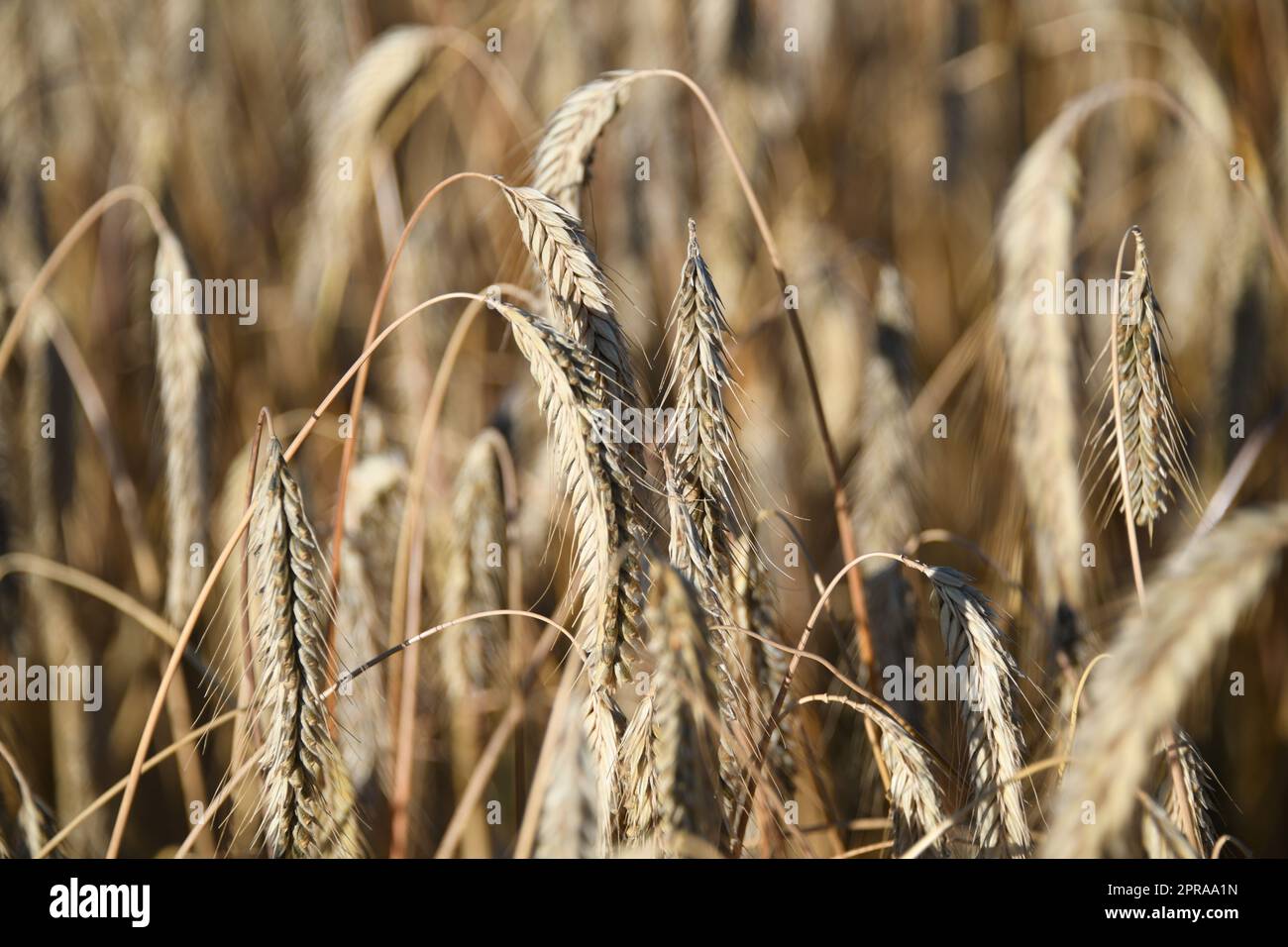 Close-up of an ear of barley. Barley grain makes a major contribution ...