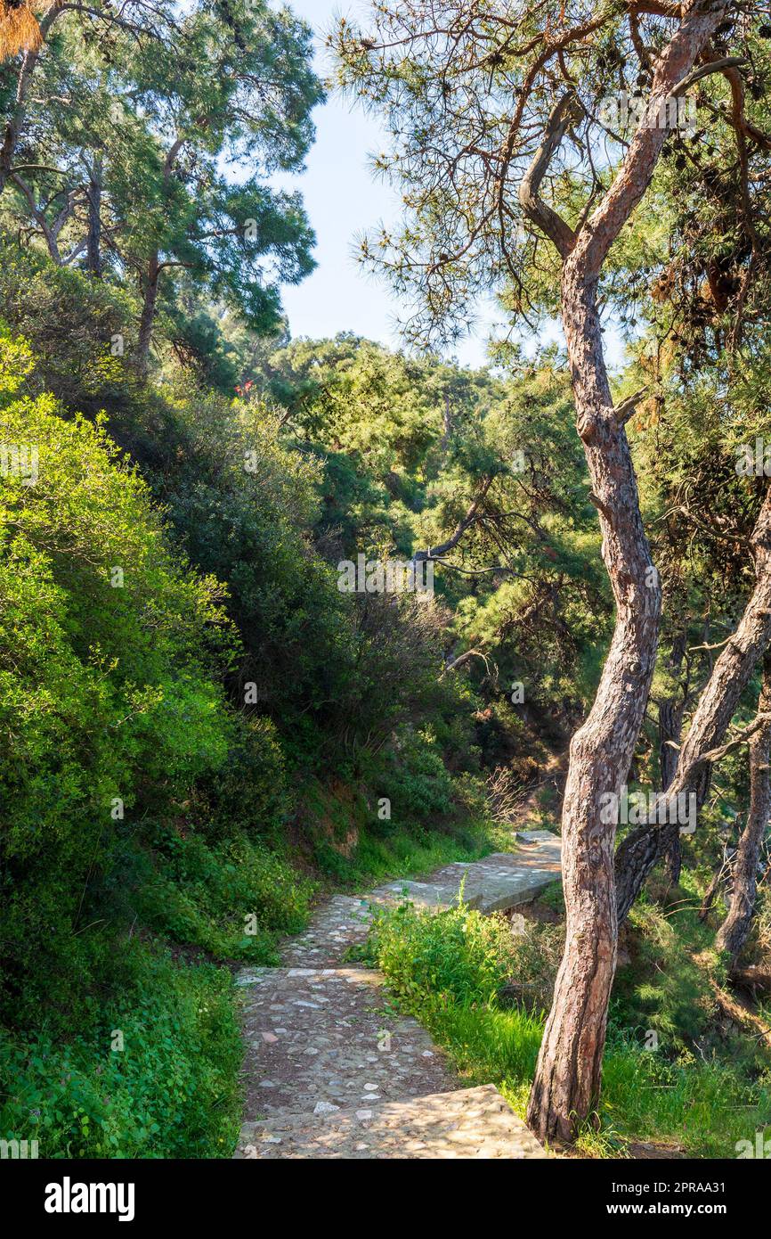 Spring meadow with green tree, grass, rocks and clear blue sky ...
