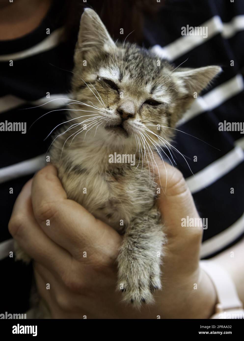 Abandoned sad cat hi-res stock photography and images - Alamy