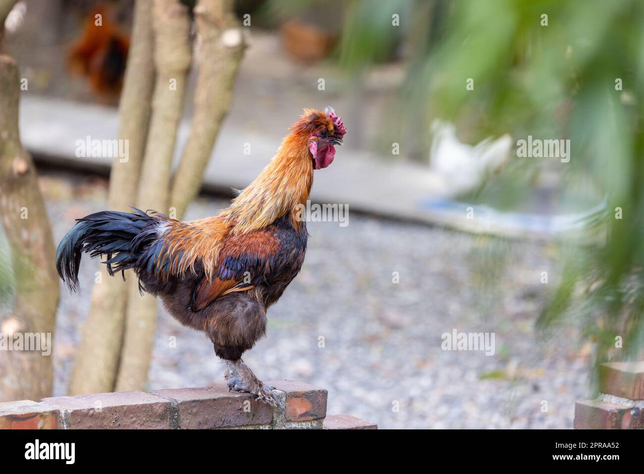 Chicken walk in the farm Stock Photo - Alamy