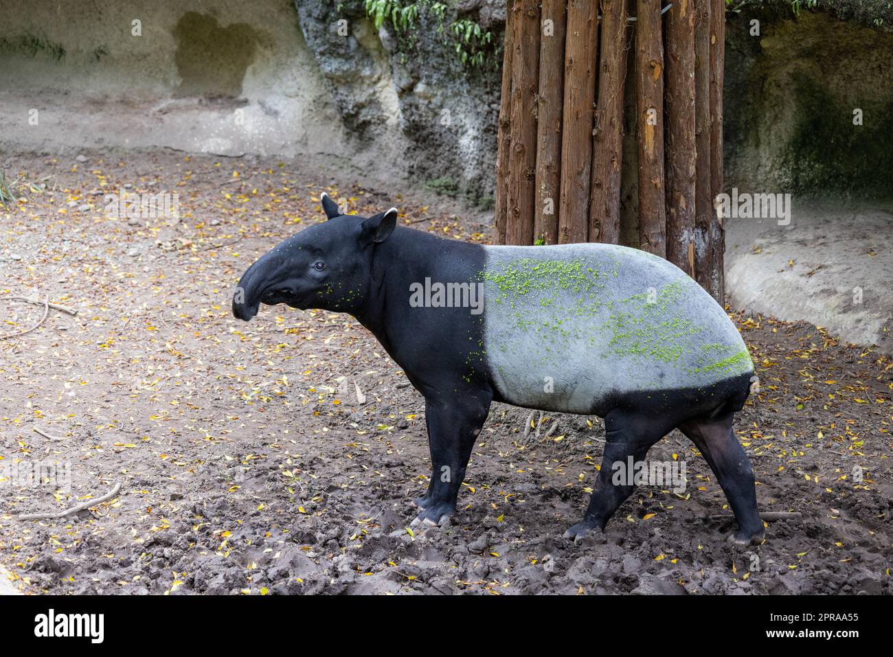 Malayan tapir in zoo park Stock Photo - Alamy