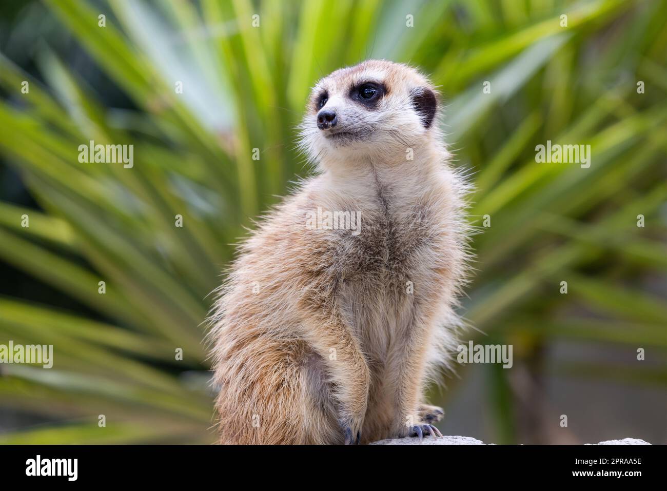 Meerkat stand on the rock Stock Photo - Alamy