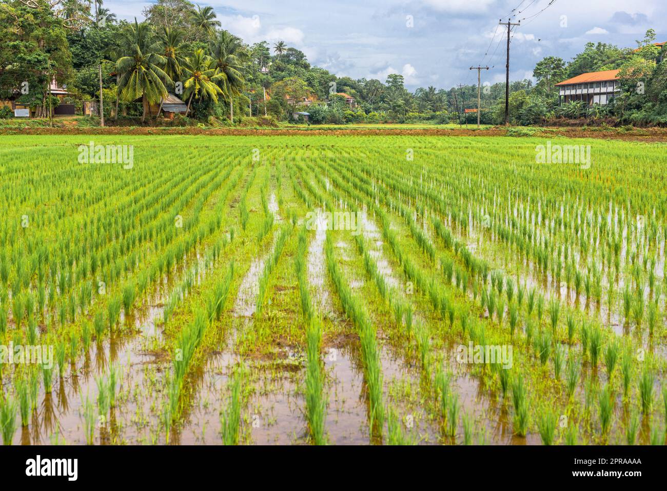 Agriculture and rice cultivation in Mirissa in the south of Sri Lanka Stock Photo - Alamy