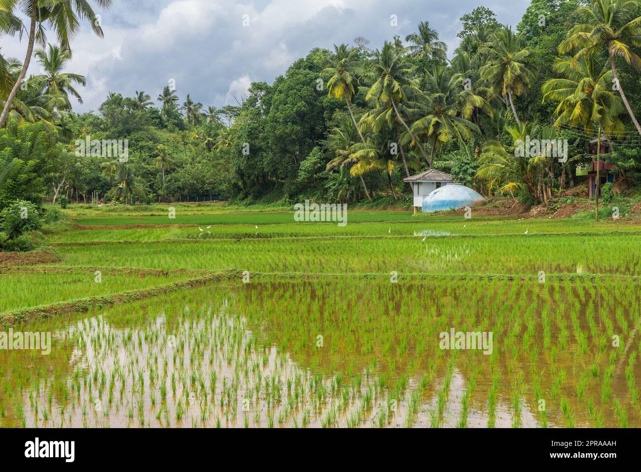 Agriculture and rice cultivation in Mirissa in the south of Sri Lanka ...