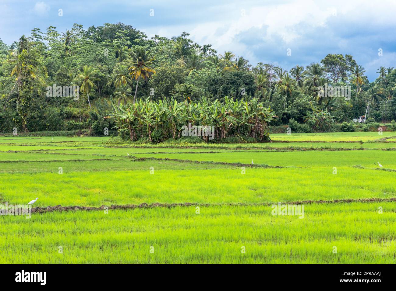 Agriculture and rice cultivation in Mirissa in the south of Sri Lanka ...