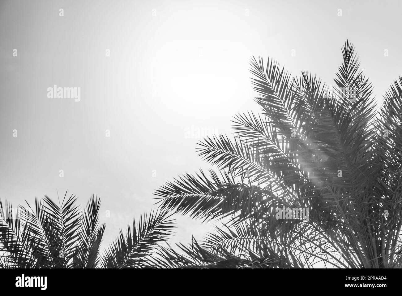 Tropical tourism paradise palms in sunny summer sun gray sky Stock ...