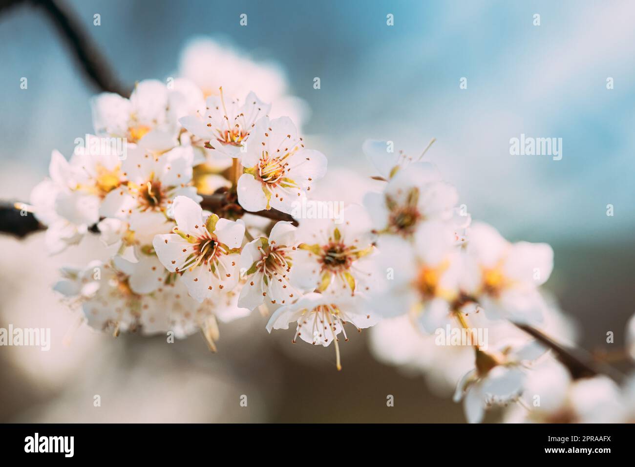 White Young Spring Flowers Of Prunus subg. Cerasus Growing In Branch Of ...