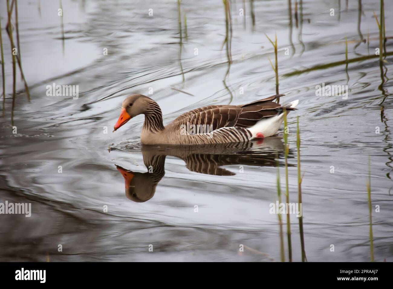 Gray goose on pond hi-res stock photography and images - Alamy