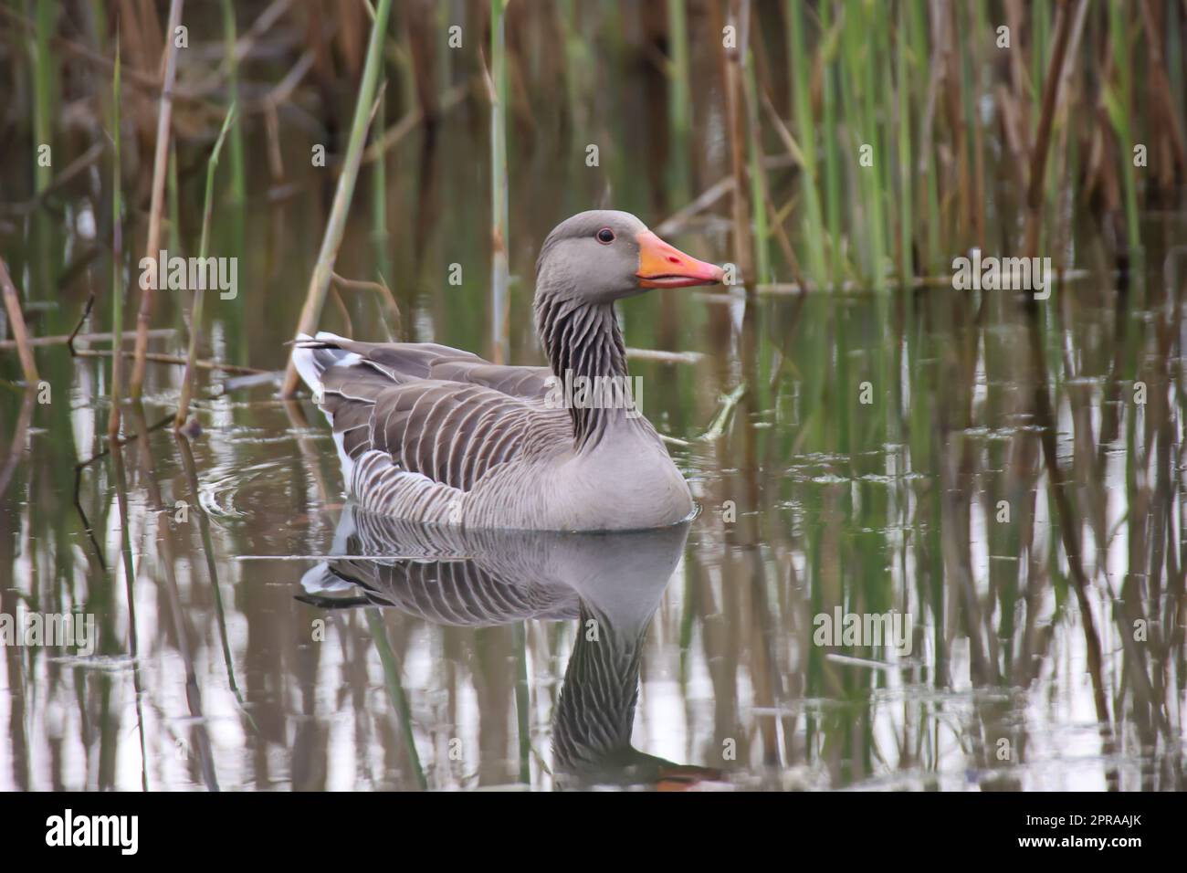 Gray goose on pond hi-res stock photography and images - Alamy