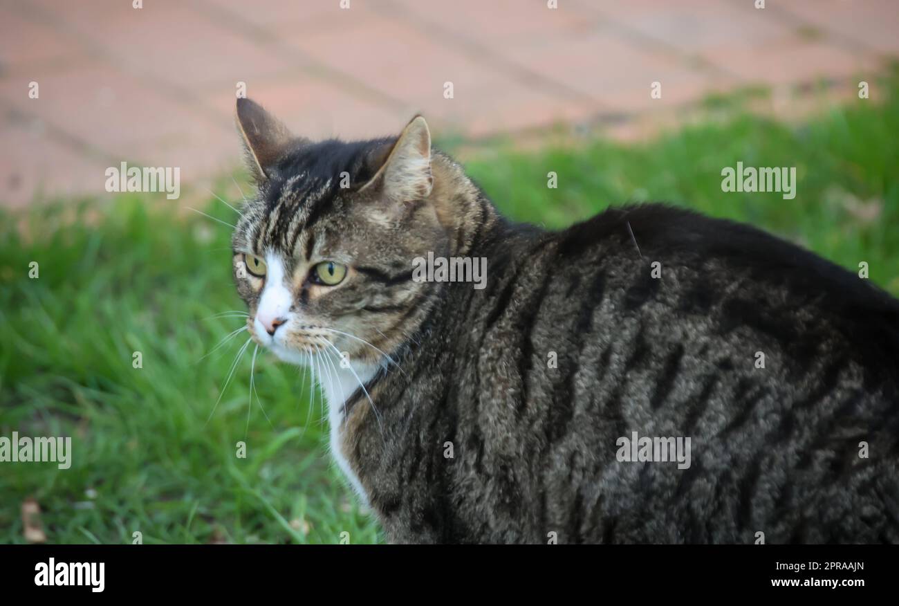 Portrait of a village cat running around freely Stock Photo - Alamy