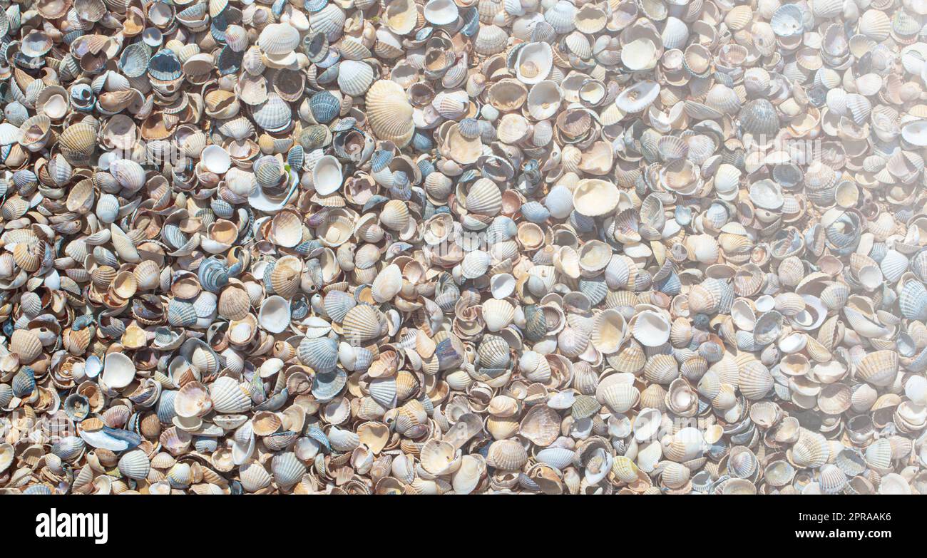 Sea Shells Seashells from tropical beach as background Stock Photo - Alamy