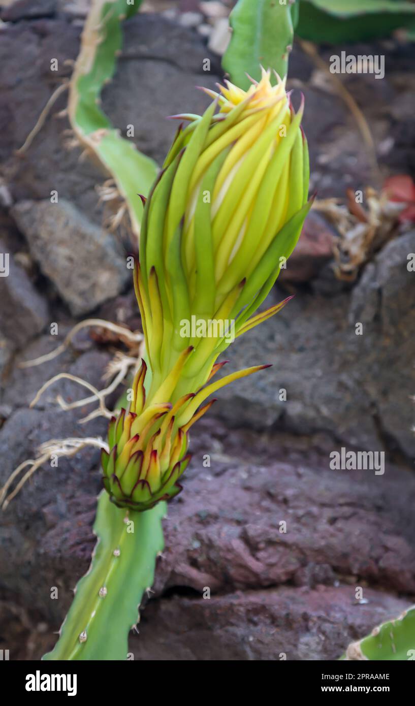 The flower, bud of the dragon fruit, cactus of the dragon fruit Stock ...
