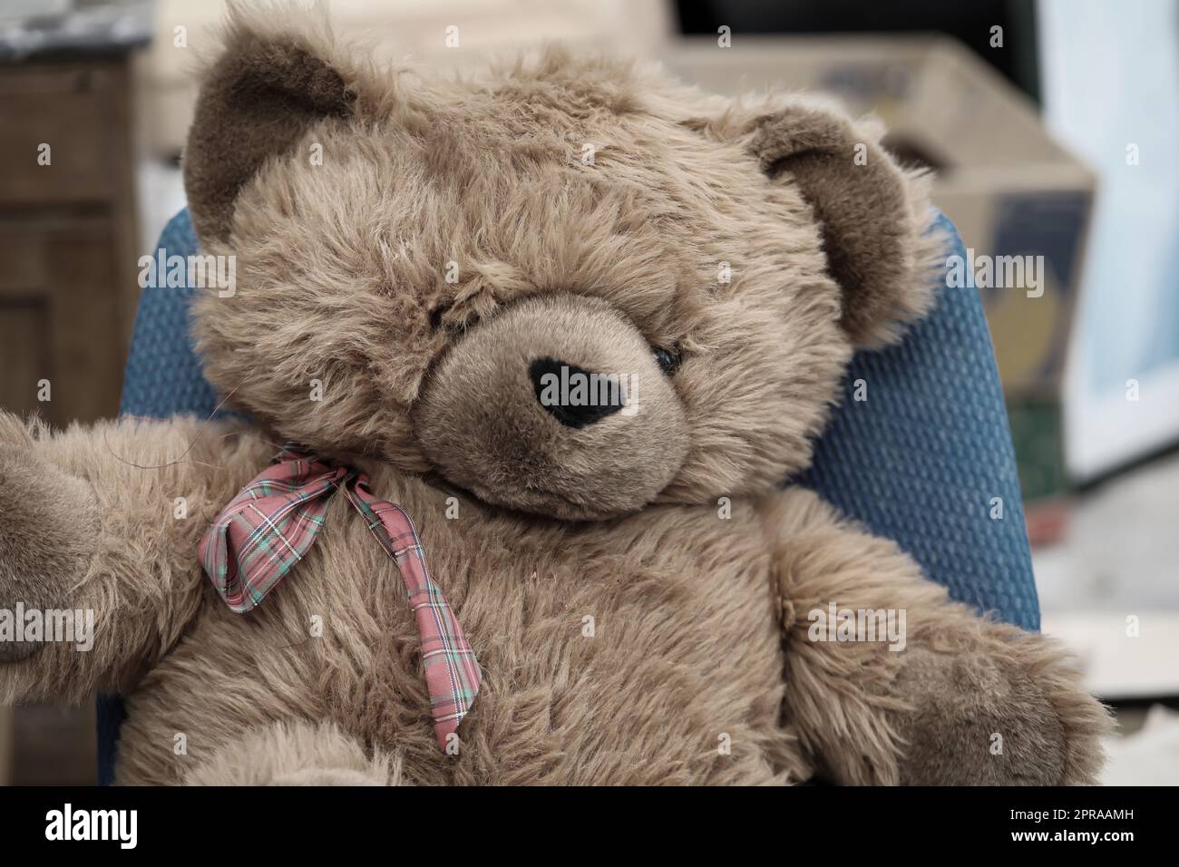 The dream of every child a real teddy bear Stock Photo - Alamy