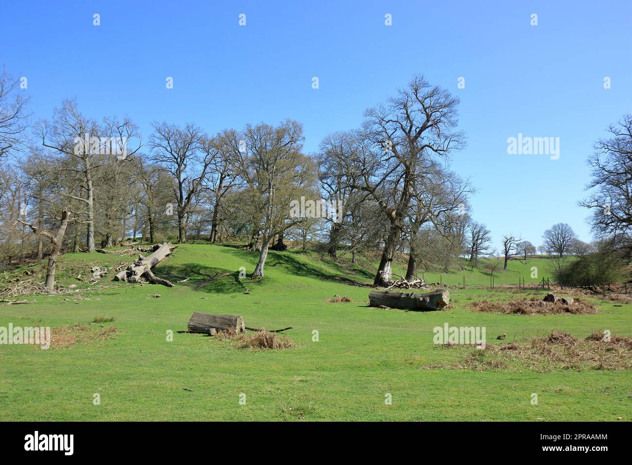 Green hills and bare trees in the Sevenoaks countryside Stock Photo - Alamy