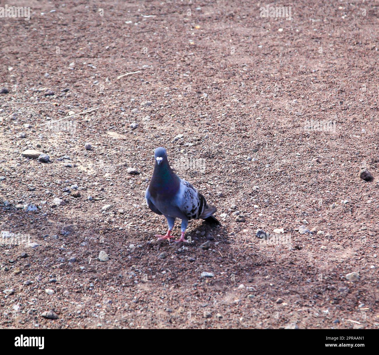 Pigeon birds hi-res stock photography and images - Alamy