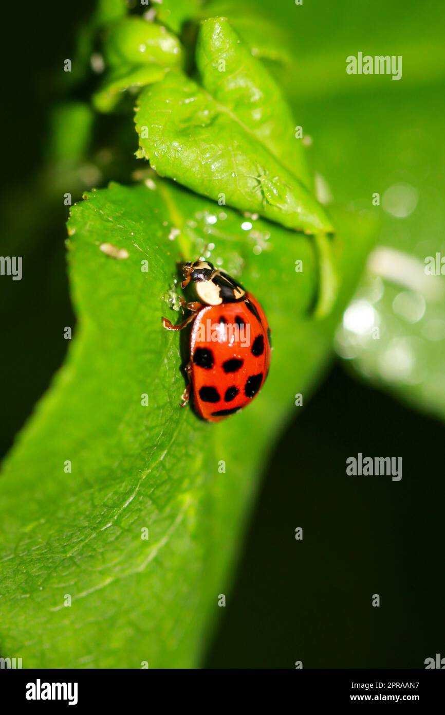 A bright red shining ladybug on a tree Stock Photo - Alamy
