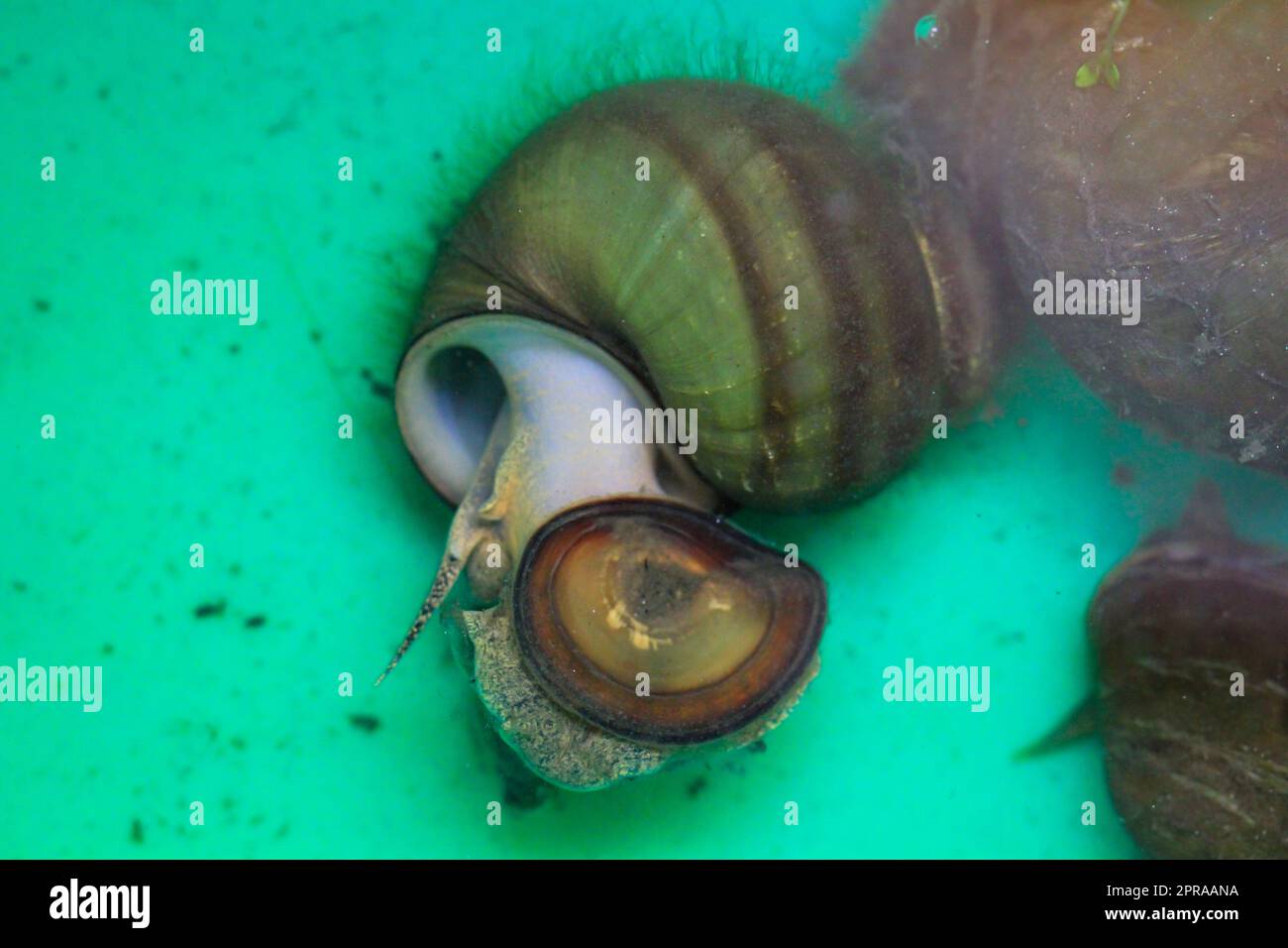 A swamp cover snail fished from a pond in a bucket Stock Photo - Alamy
