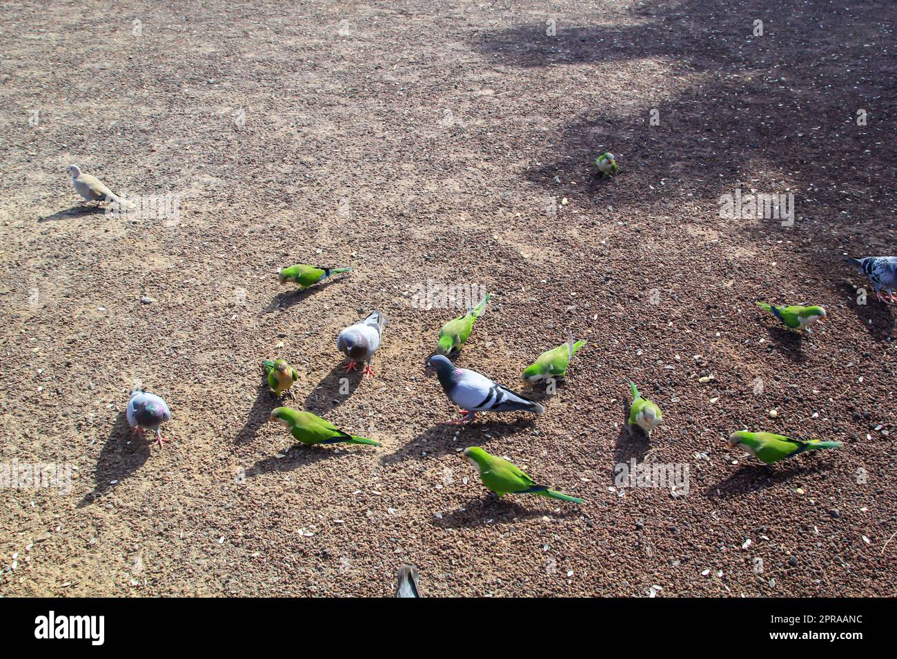 Rich parakeet hi-res stock photography and images - Alamy