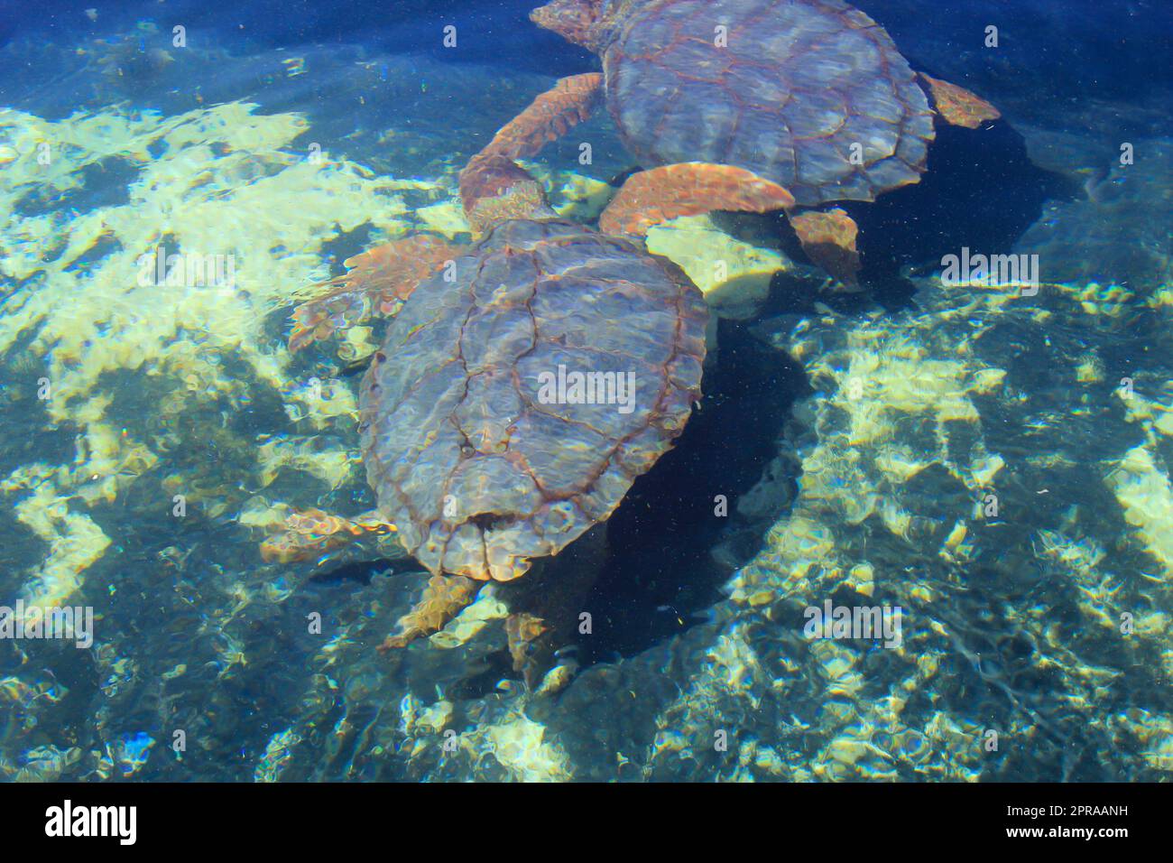 A picture of a protected sea turtle in the water. These turtles need ...