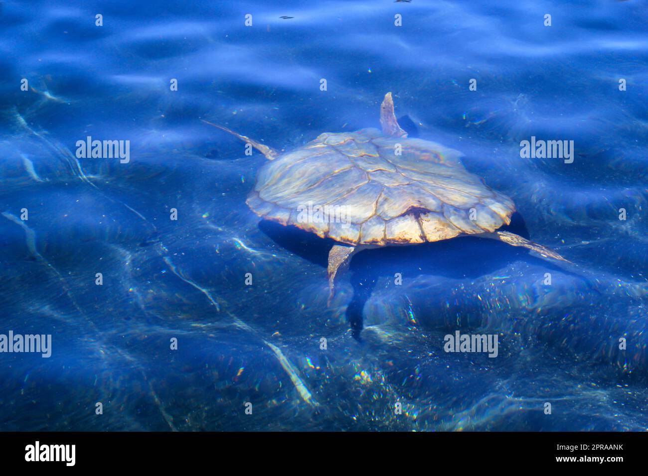 A picture of a protected sea turtle in the water. These turtles need ...