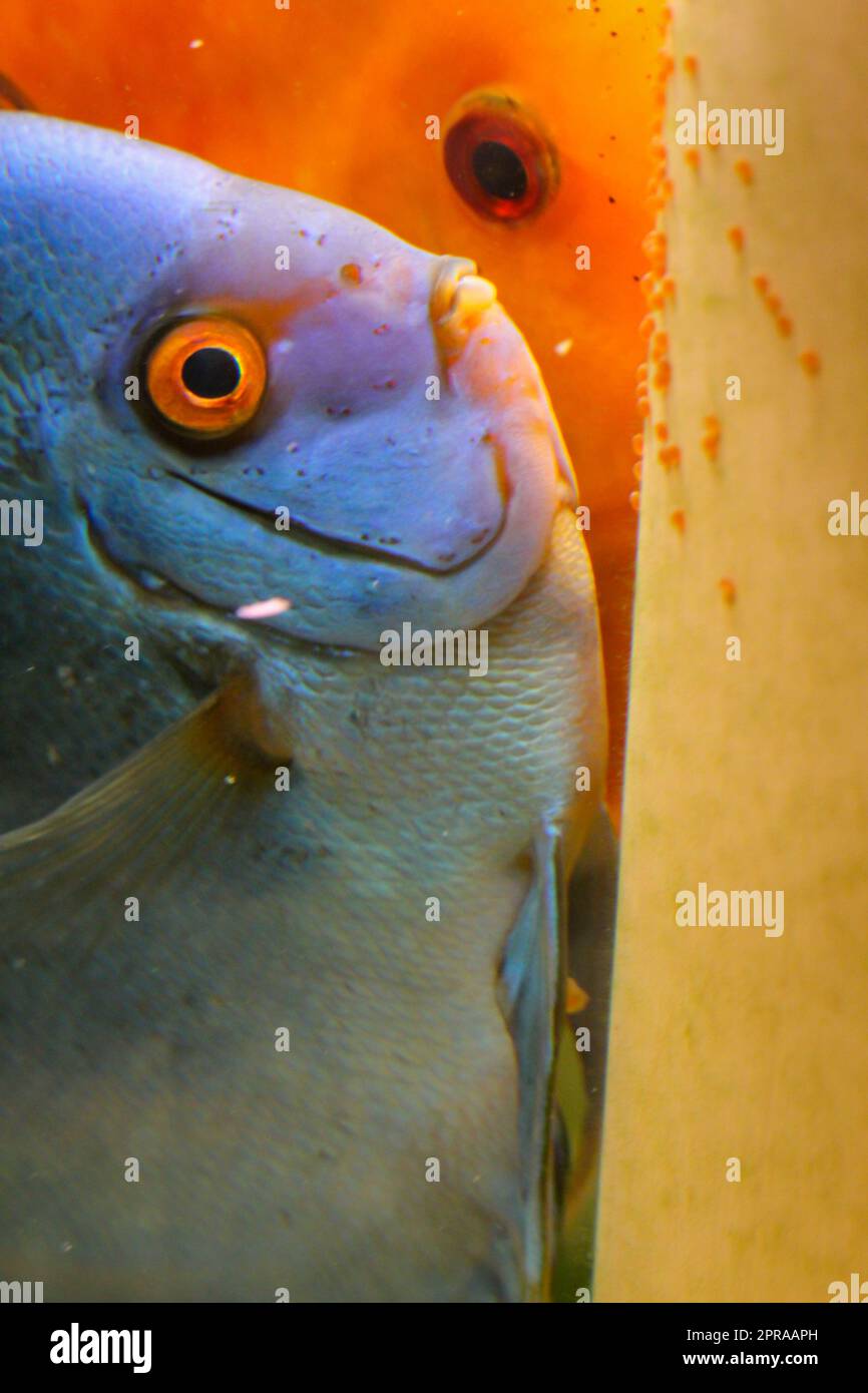 Portrait of a beautiful colorful discus cichlid in an Amazon aquarium ...