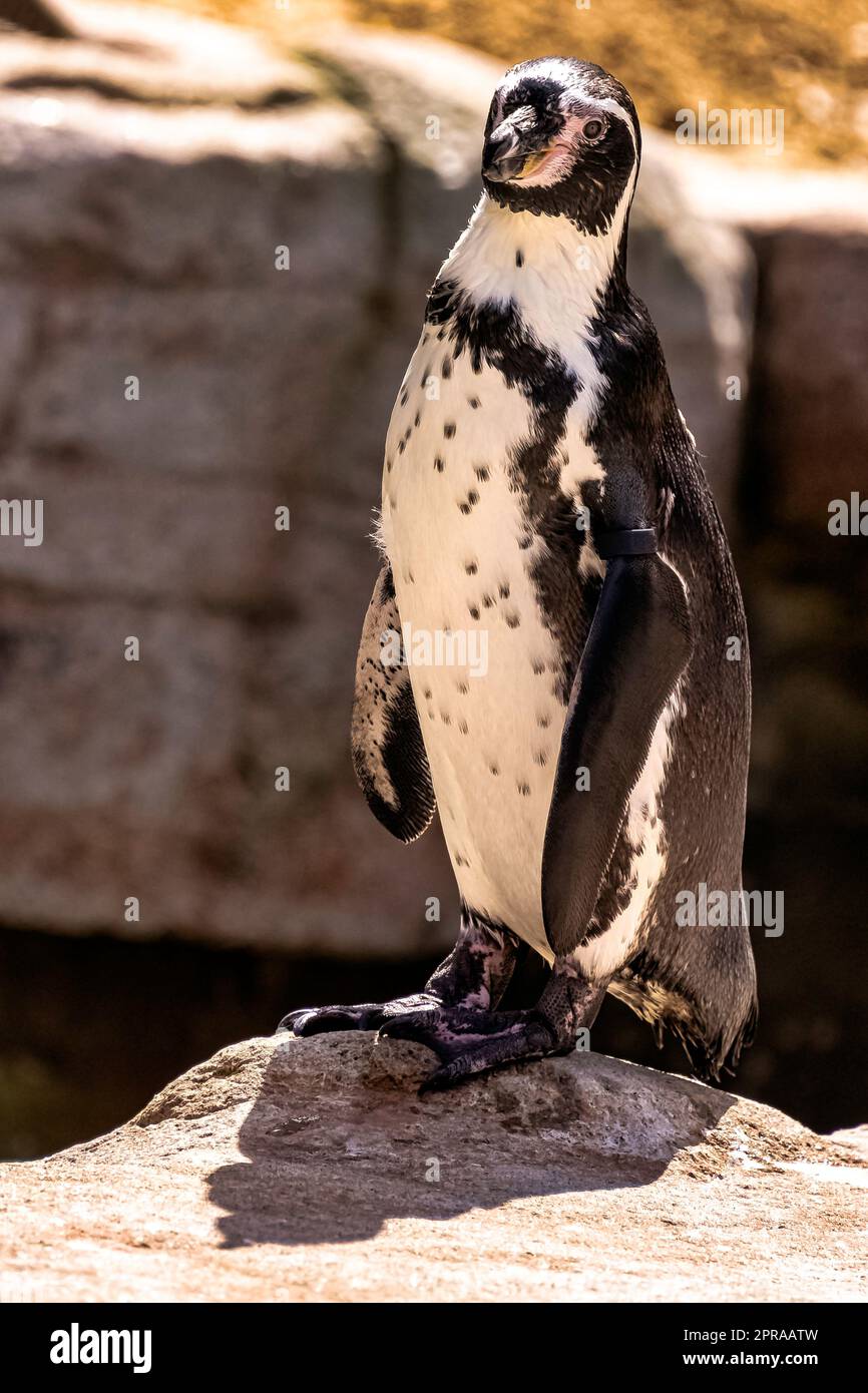 Humboldt penguin young one hi-res stock photography and images - Alamy