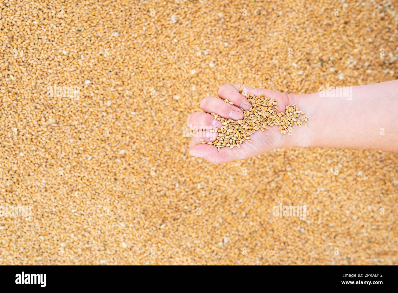 A male farmer checks the quality of wheat grain after harvest. A farm ...
