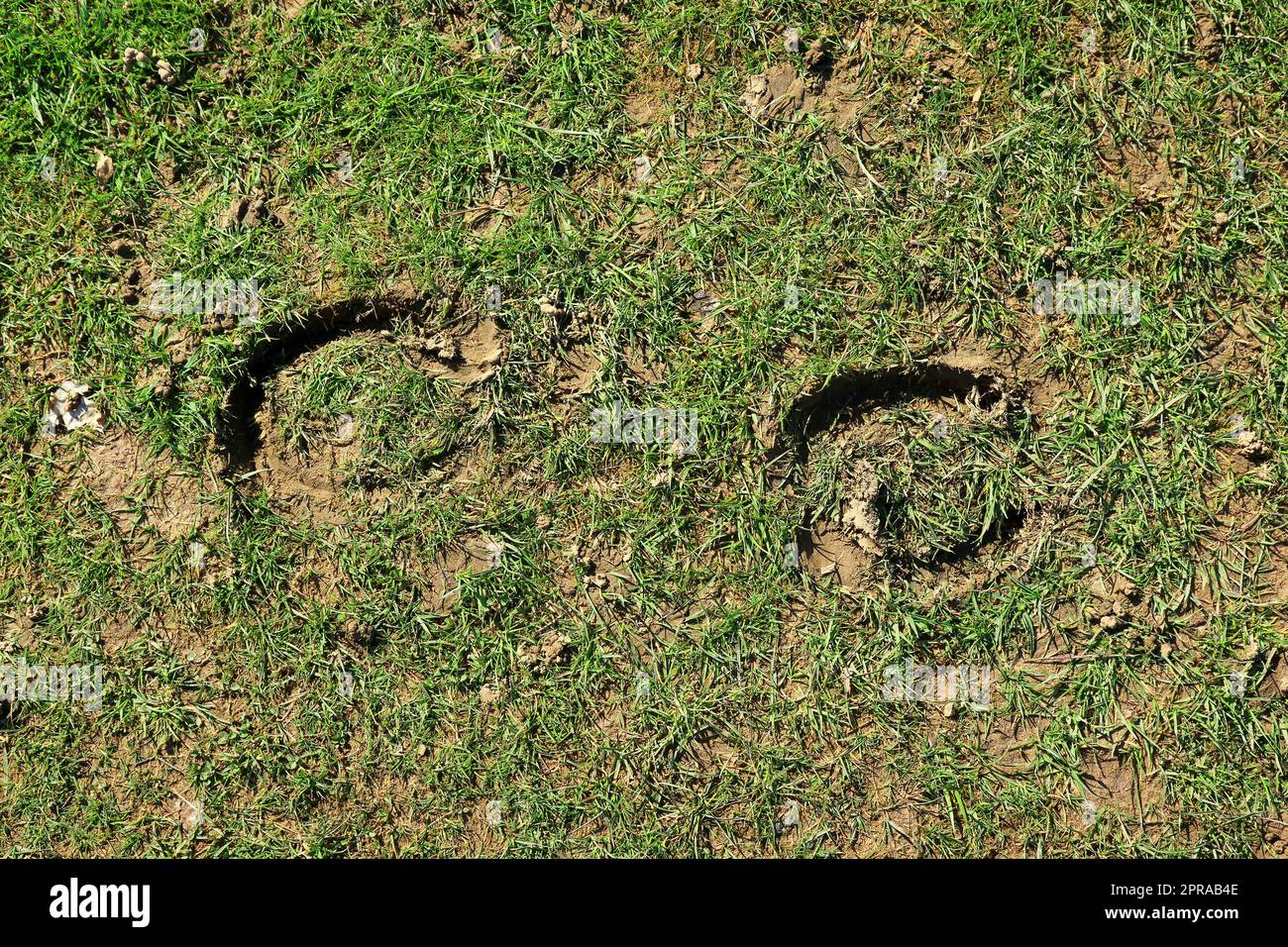 Hoof prints in the green grass Stock Photo - Alamy