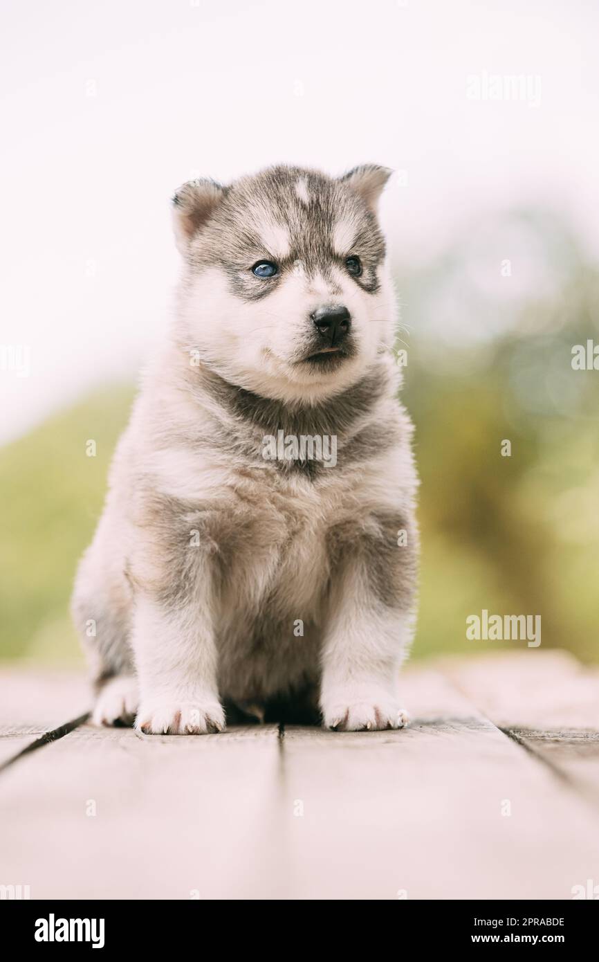 Four-week-old Husky Puppy Of White-gray Color Sitting On Wooden Ground ...